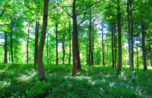 Community Tree Planting and Reforestation – The Green Africa Project