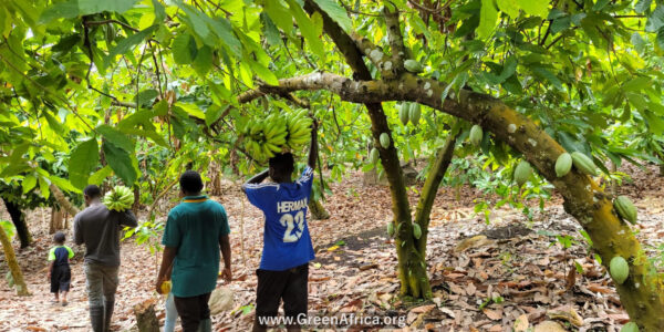 Food Forests & Agroforestry Projects – The Green Africa Project